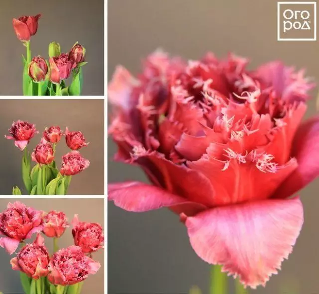 Malfra nan tulip