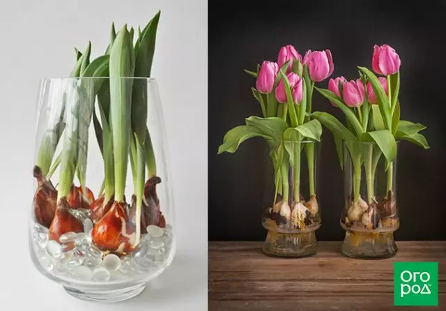 Hoa tulip trong một bình có củ