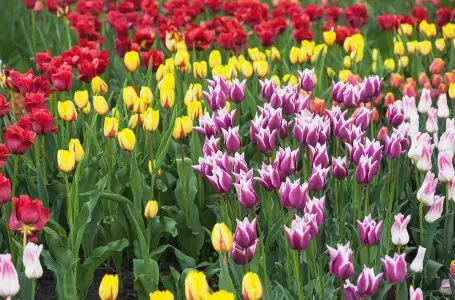 Ogologo oge ịtọpụ tulips n'ụlọ 1101_3