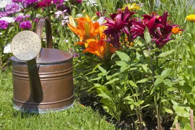 Hvordan og hvad man skal genere liljer i haven til frodig blomstring