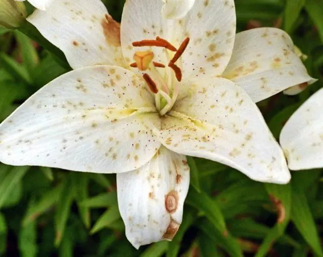 Γκρι Rota (Botritis)