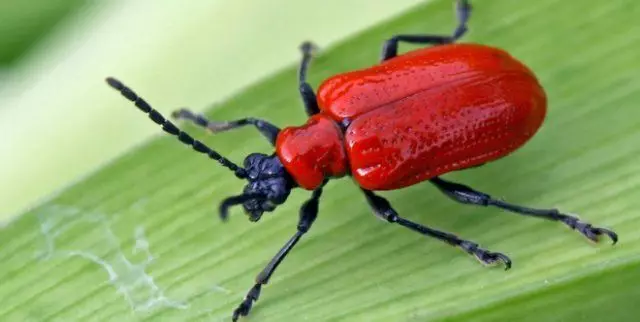 PISKUN LILY BEETLE.