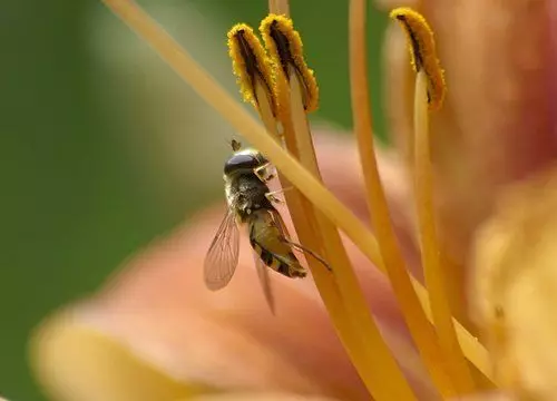 ലില്ലിന ഈച്ച