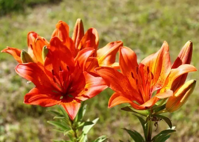 Lilies svarer tætte værdige blomster