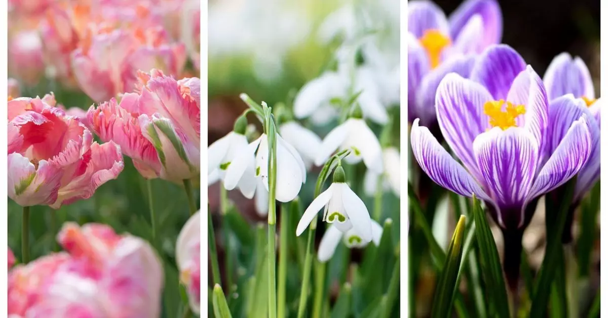 Lente Bulbout - Foto, Titels, Landing en Kultivasie Wenke