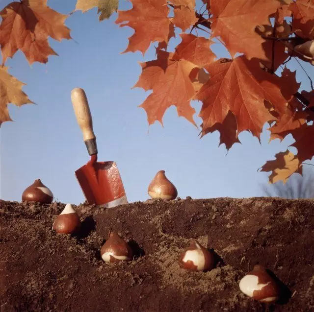 Blick auf den Bulk-Herbst