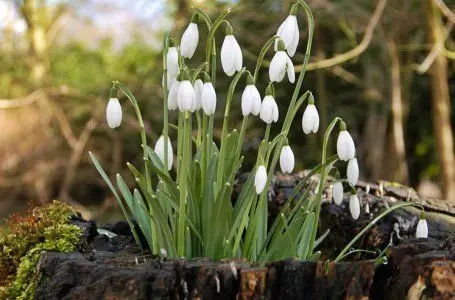 Spring Sulbuus - foto, pealkirjad, maandumise ja kasvatamise näpunäited 1111_12