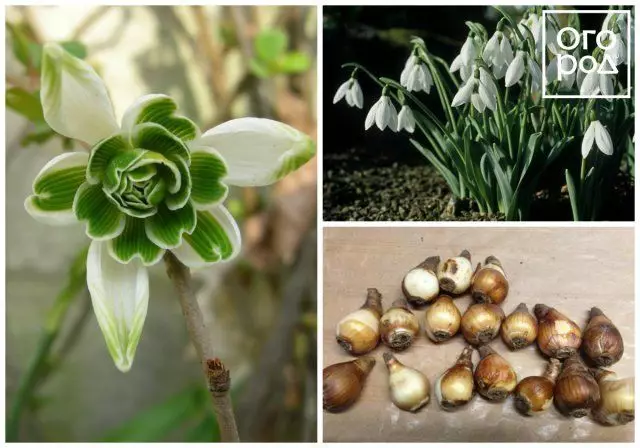 Galantus (snowdrop)