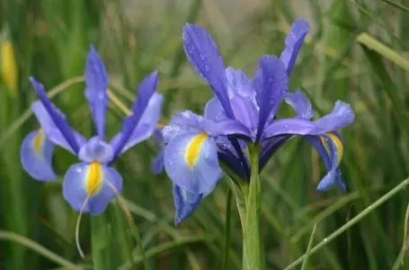 Spring Sulbuus - foto, pealkirjad, maandumise ja kasvatamise näpunäited 1111_19