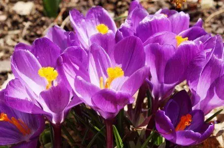 Spring Bulbous - Foto, Judul, Tips Pendaratan dan Budidaya 1111_24