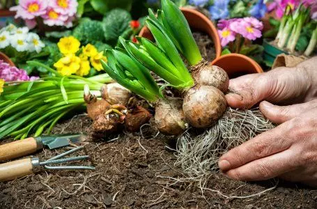 Spring Sulbuus - foto, pealkirjad, maandumise ja kasvatamise näpunäited 1111_3