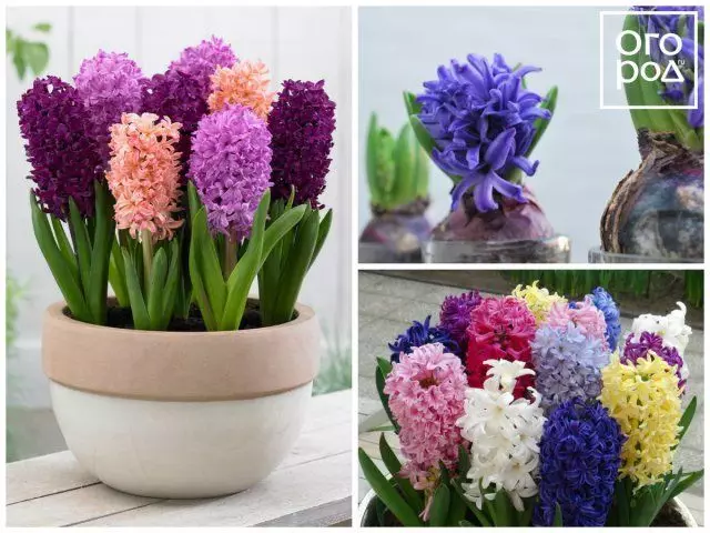 Hyacinth East