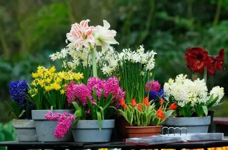 Spring Bulbous - Foto, Judul, Tips Pendaratan dan Budidaya 1111_37