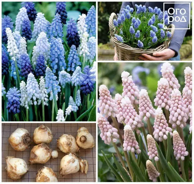 Muscari