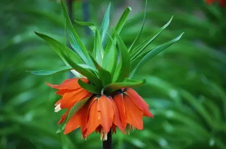 Frühling Bulbous - Foto, Titel, Landung und Kultivierung Tipps 1111_44