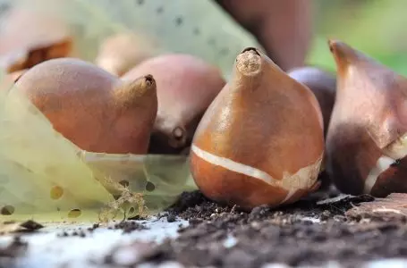 Was zu tun ist, wenn die bulböse Hitze im Herbst erschien