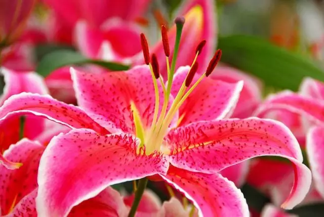 Lilies orientales