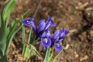 Iridodikim (bulbous iris)