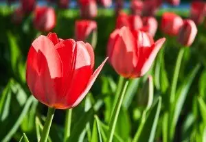 hoa tulip.