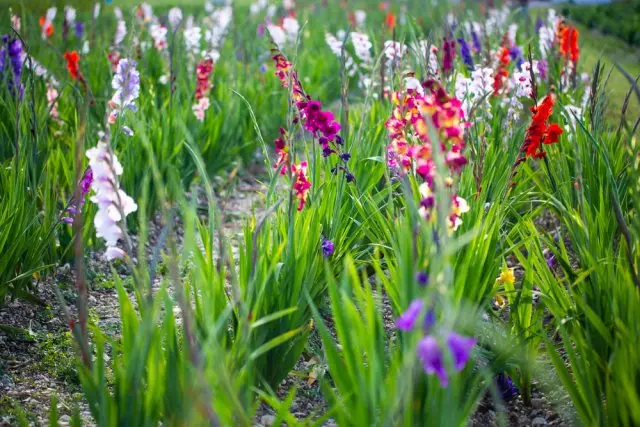 Landing Gladiolus.