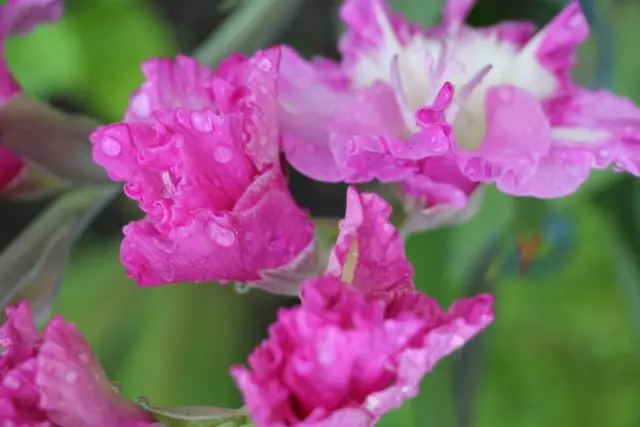 Gladiolus öntözése