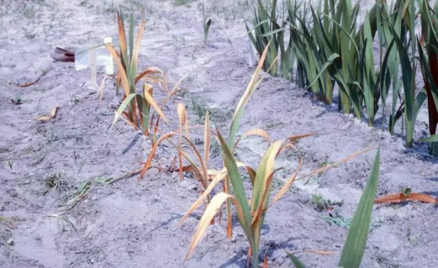 Sëmundjet më të rrezikshme Gladiolus - Fotografitë, Përshkrimi, Trajtimi