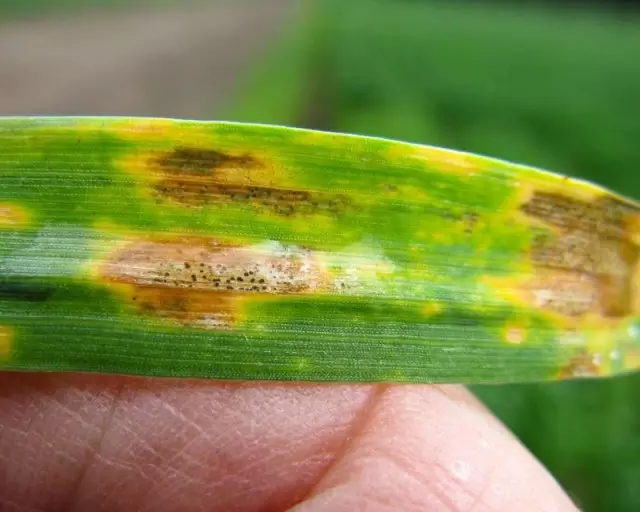 Sclerotinia Gladiolo