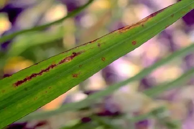 Botritia gladiolus.