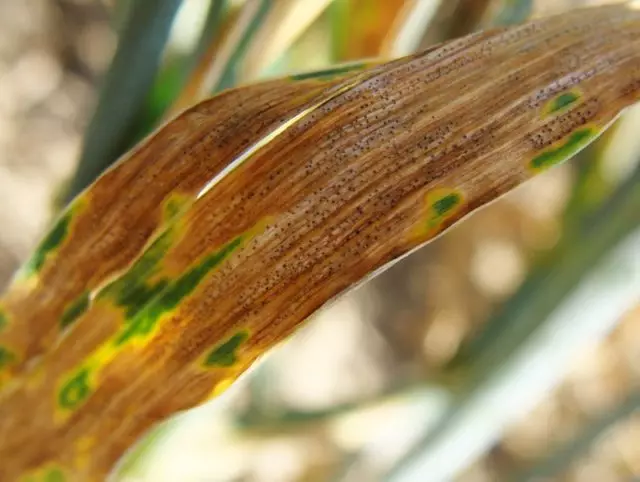 Sepitorius Gladiolus