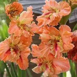 I-gladiolus