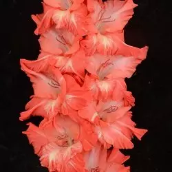 Gladiolus profesionalac