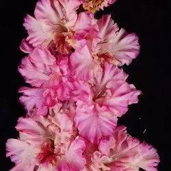 Gladiolus tifun