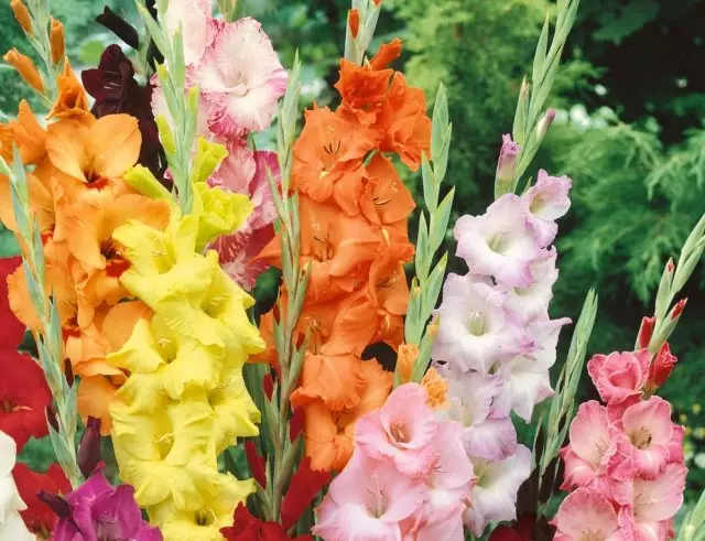 Didelės gėlės gladiolus