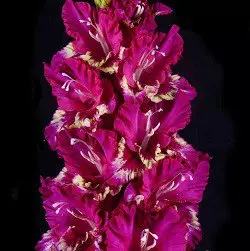 Gladiolus Brahmik