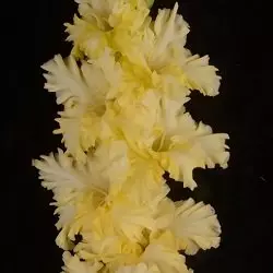 Bữa sáng Gladiolus tại Tiffany