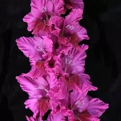 Gladiolus Star.