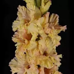 Gladiolus salah médis