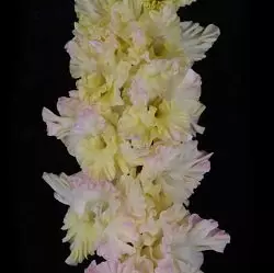 Gladiolus flush butterfly