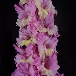 Gladiolus saulė Lilac