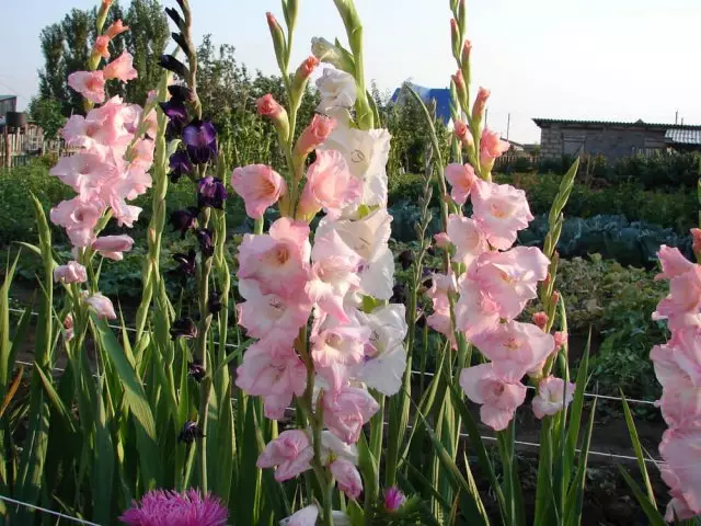 Gladiolus gėlių lovoje