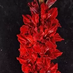 Gladiolus vyno prisiminimai