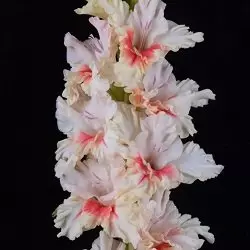 Gladiolus Tiến sĩ Aibolit.