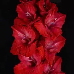 Gladiiolus Besi