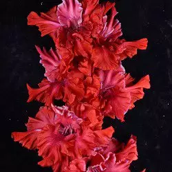 Bão hoàn hảo Gladiolus