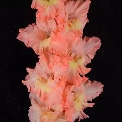 Kỳ nghỉ hè Gladiolus.