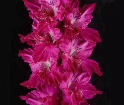 Gladiolus Milky Way.