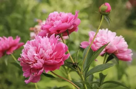 5 hemligheter av frodig blommande peony från en specialist 1123_14