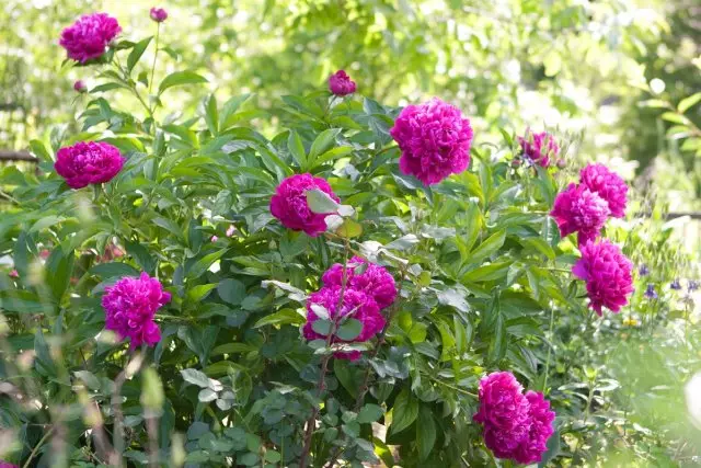 Peonies पेरणे तेव्हा