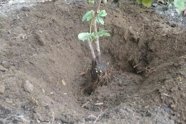 Pouso peonía en agosto