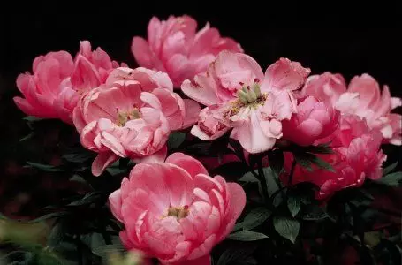 Apa sing kudu dilakoni karo peonies ing Agustus: Pruning, Divisi, Landing lan karya sing penting liyane 1124_15